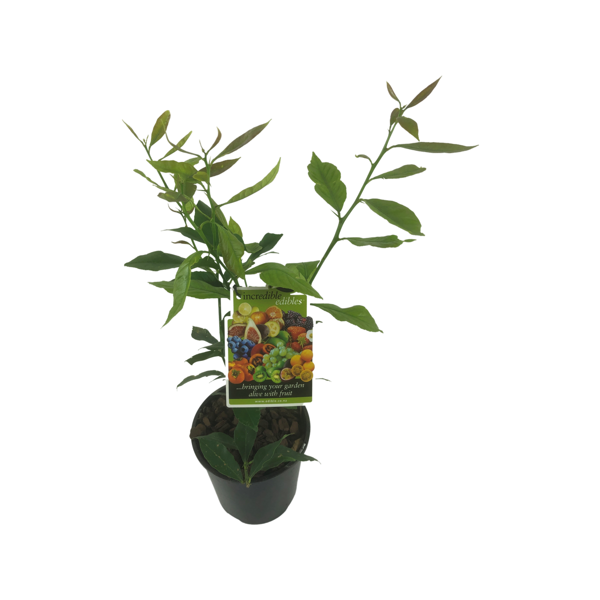1.9L Lemon Yen Ben - Citrus hybrid Yen Ben - Bunnings New Zealand