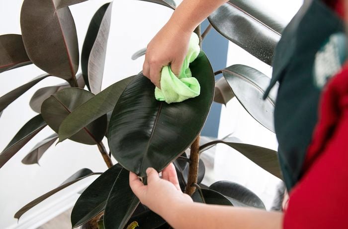 How To Grow And Care For A Rubber Plant - Bunnings Australia