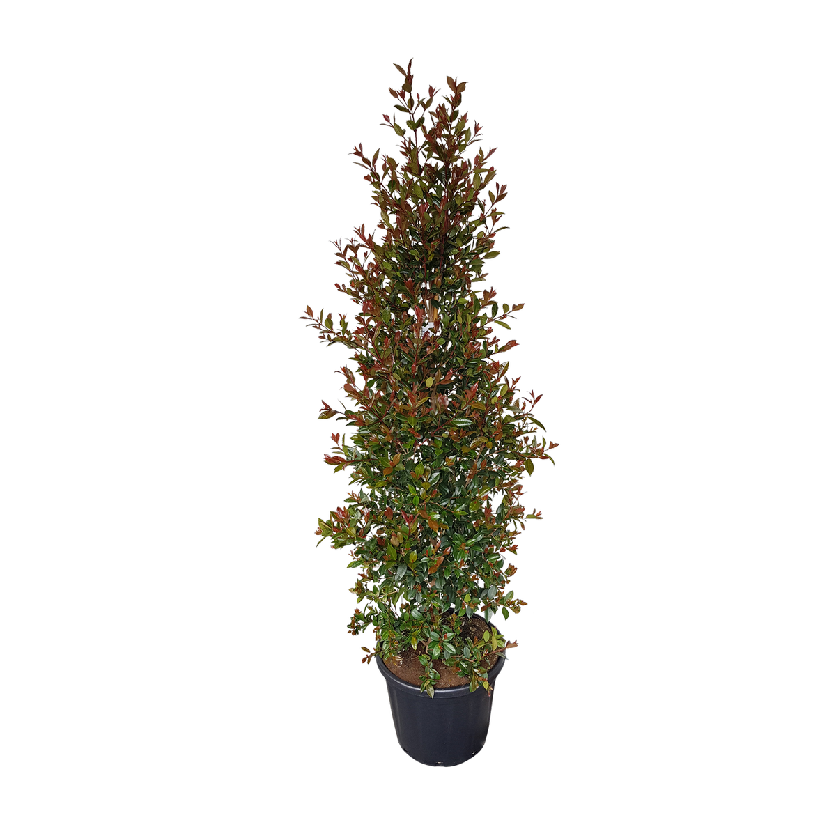 30L Lilly Pilly - Syzygium australe Ventenatii - Bunnings New Zealand