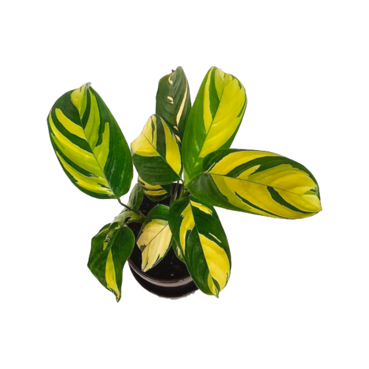 200mm Prayer Plant - Ctenanthe pilosa - Bunnings Australia
