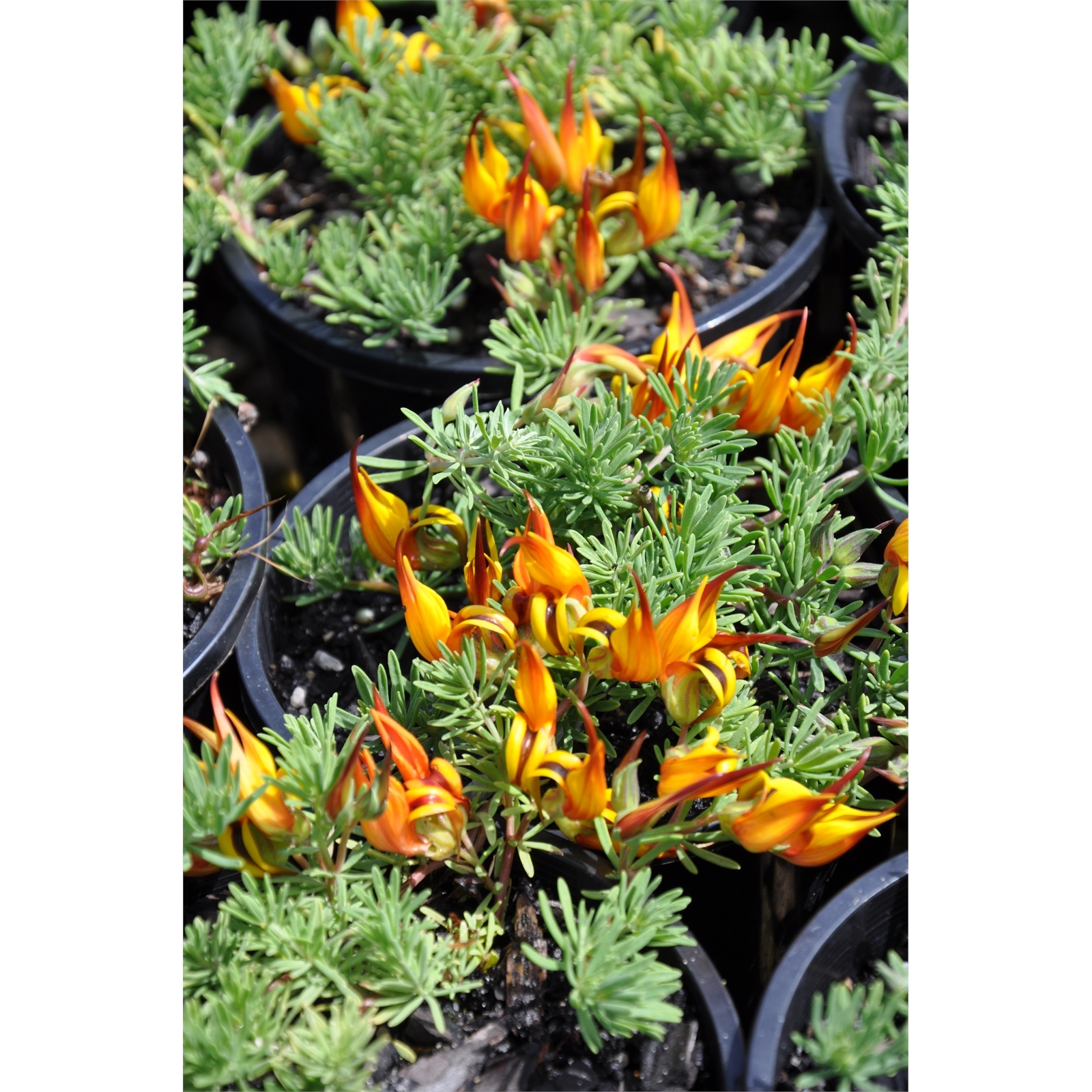 140mm Lotus Golden Flash - Lotus berthelotti - Bunnings Australia
