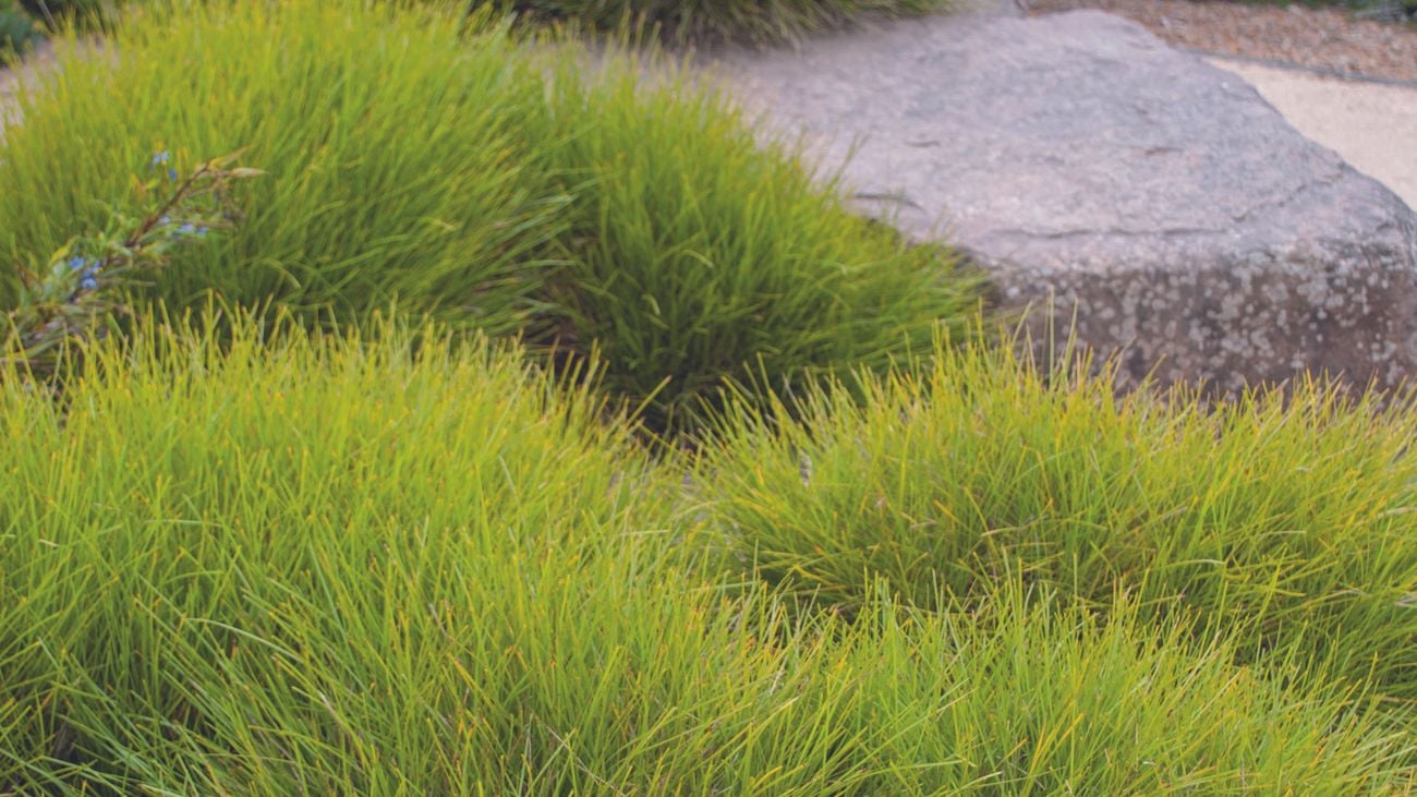 Full Sun Plants That Love The Heat - Bunnings Australia