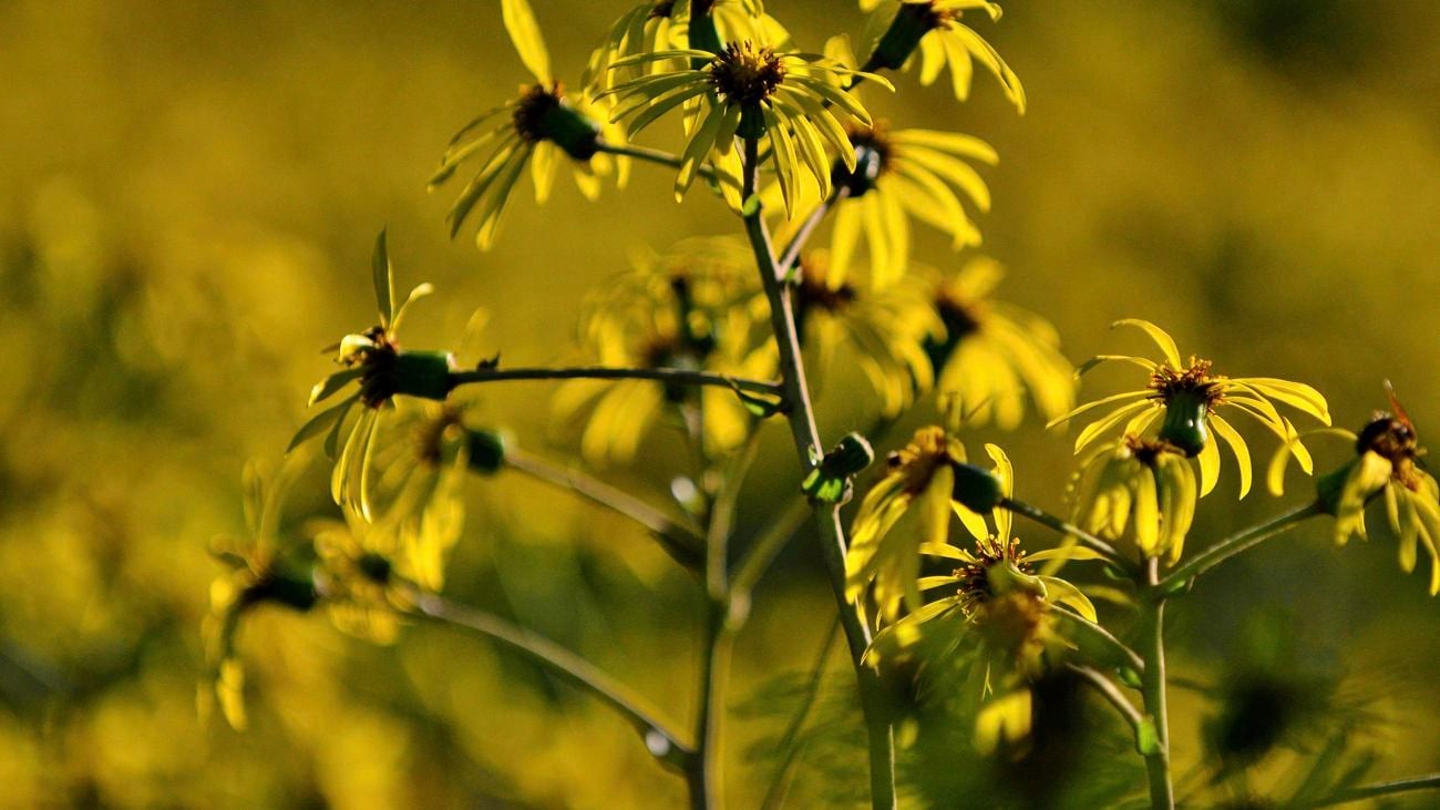How To Grow Leopard Plant (Ligularia) - Bunnings Australia