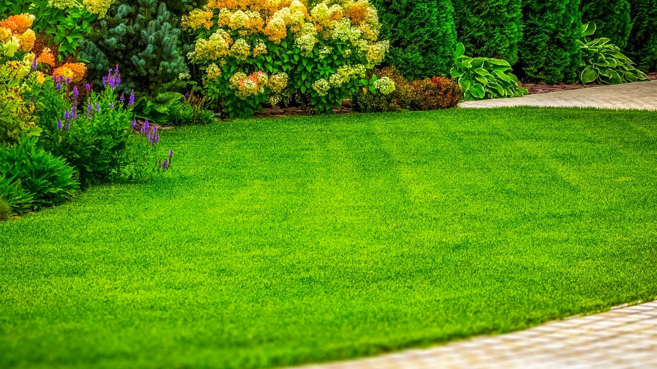 Six Easy Lawn Tips That Make A Big Impact - Bunnings Australia