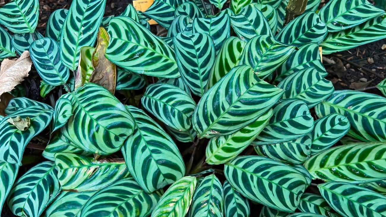 How To Grow Ctenanthe Burle-Marxii - Bunnings New Zealand