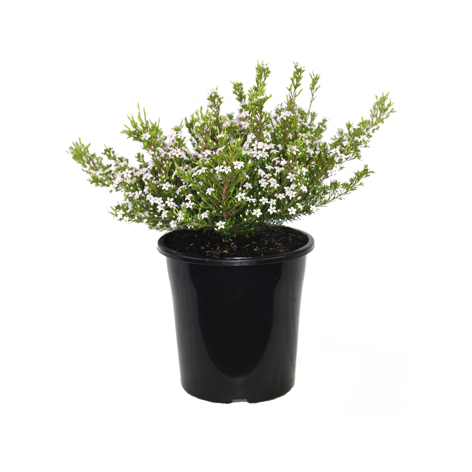 180mm Dwarf Pink Diosma - Coleonema Pulchrum Compactum - Bunnings Australia
