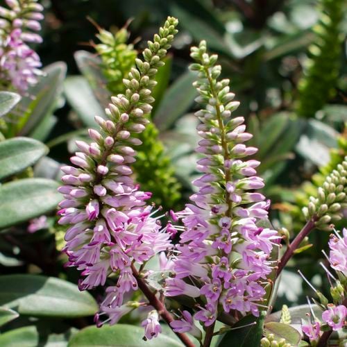 140mm Pink Candy - Hebe hybrid - Bunnings Australia