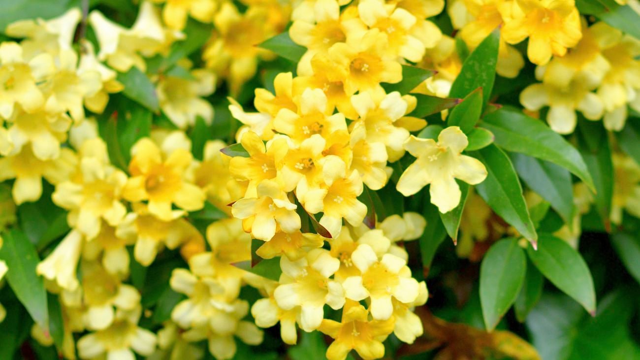 Backyard Beauties: Flowering Climber Plants To Grow In Your Garden ...