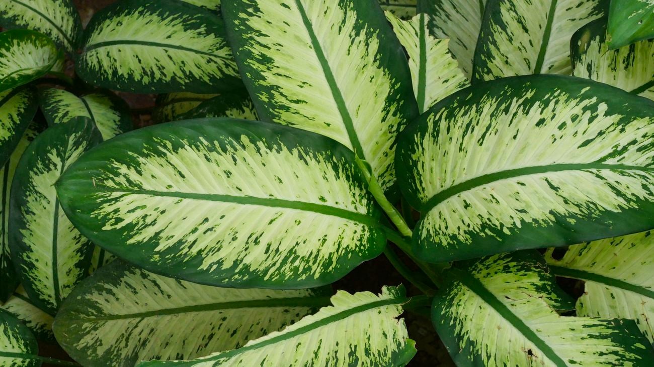 How To Grow Dieffenbachia - Bunnings Australia