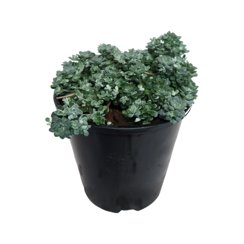 1.9L Sedum Silver Blob - Sedum spathulifolium - Bunnings New Zealand