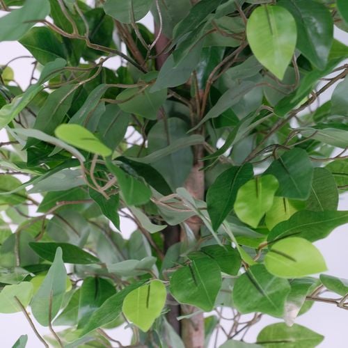 Un-Real 90cm Artificial Ficus - Bunnings Australia