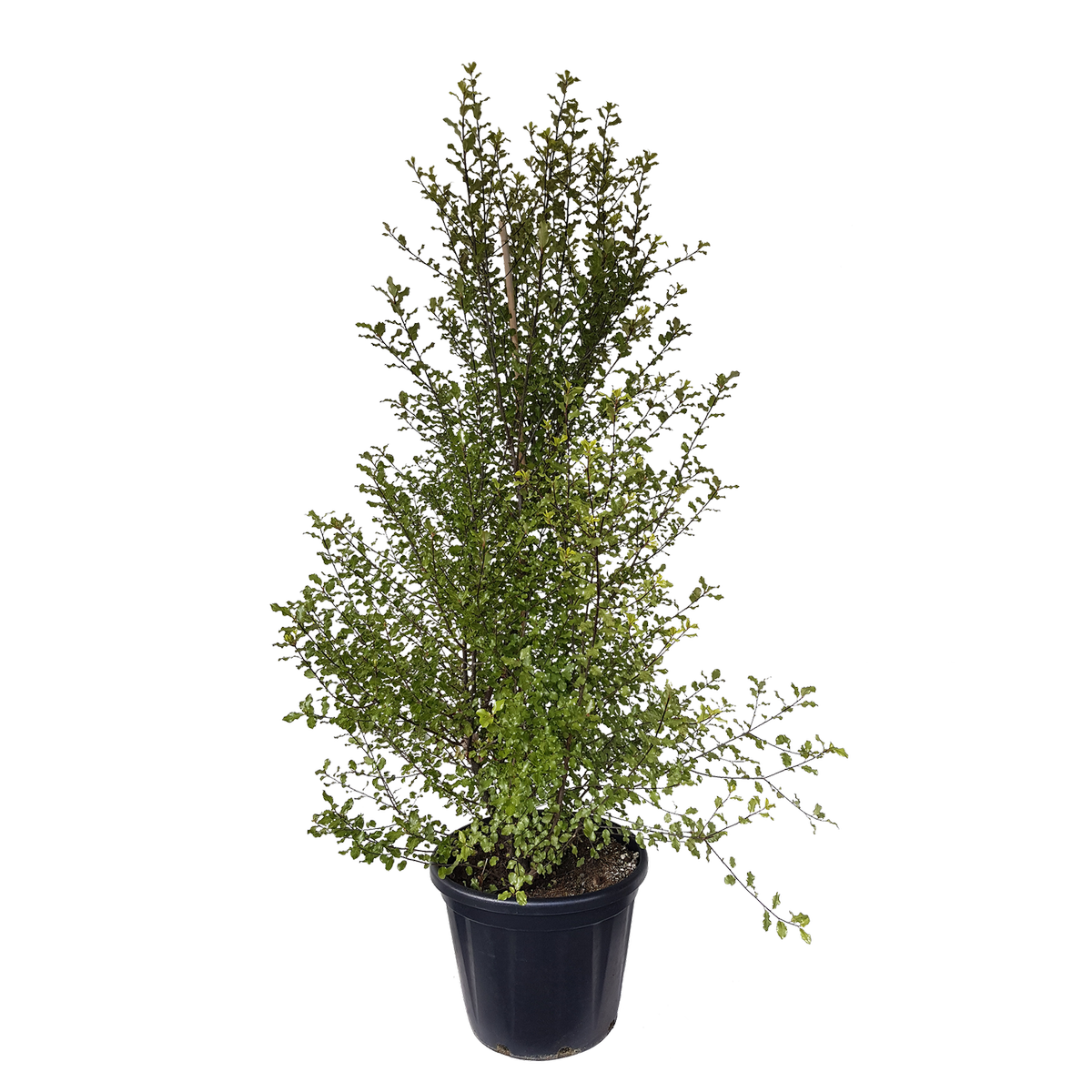 30L Black Matipo - Pittosporum tenuifolium Wrinkle Blue - Bunnings New ...