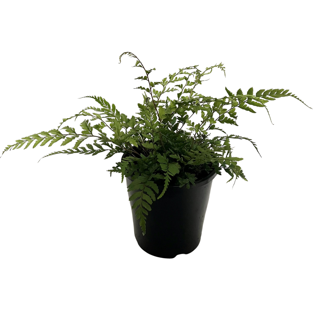 140mm Japanese Plum Fern - Athyrium - Bunnings Australia