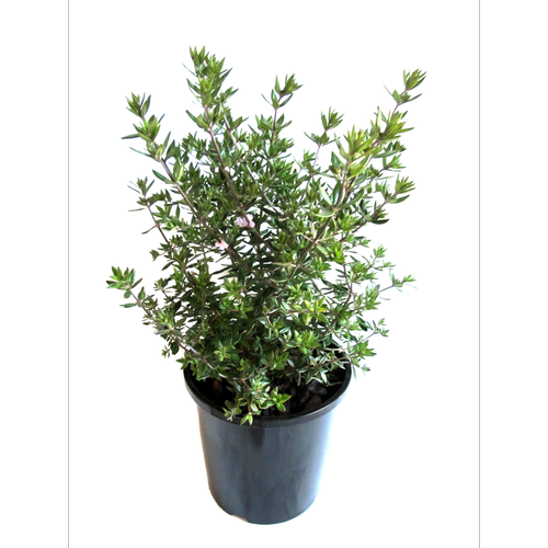 2.4L Westringia Naringa - Westringia fruticosa - Bunnings New Zealand