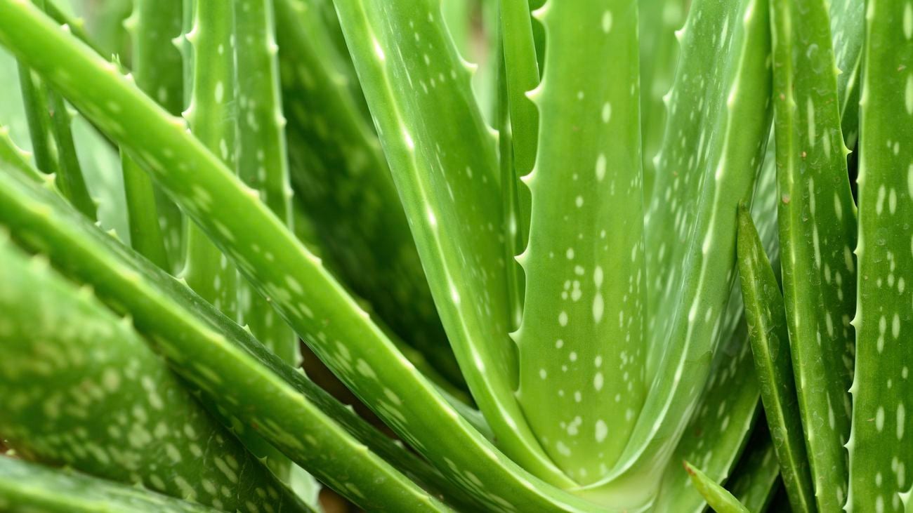 How To Plant And Grow Aloe Vera - Bunnings New Zealand